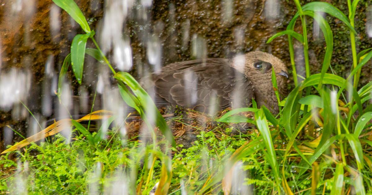 Cypseloides #193345 - Biofaces - Bring Nature Closer