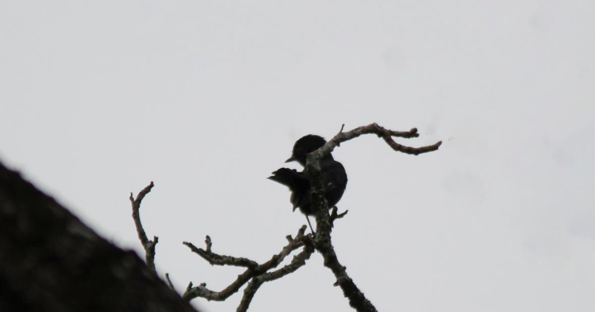 Maria-preta-do-nordeste #193357 - Biofaces - Bring Nature Closer