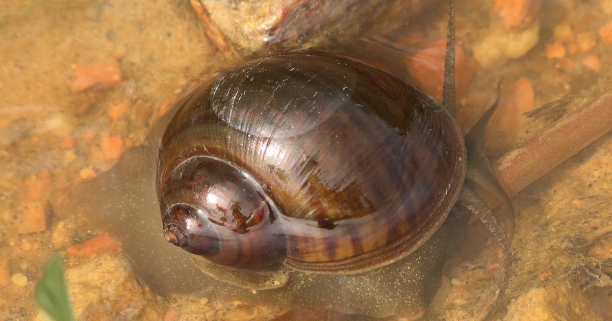 Aruá-gigante #193896 - Biofaces - Bring Nature Closer