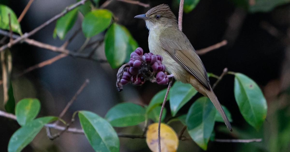 Iole #194488 - Biofaces - Bring Nature Closer