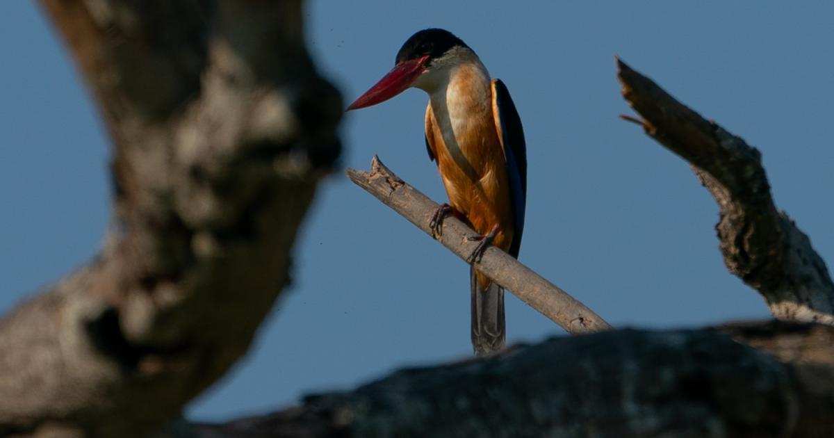 Halcyon #194499 - Biofaces - Bring Nature Closer