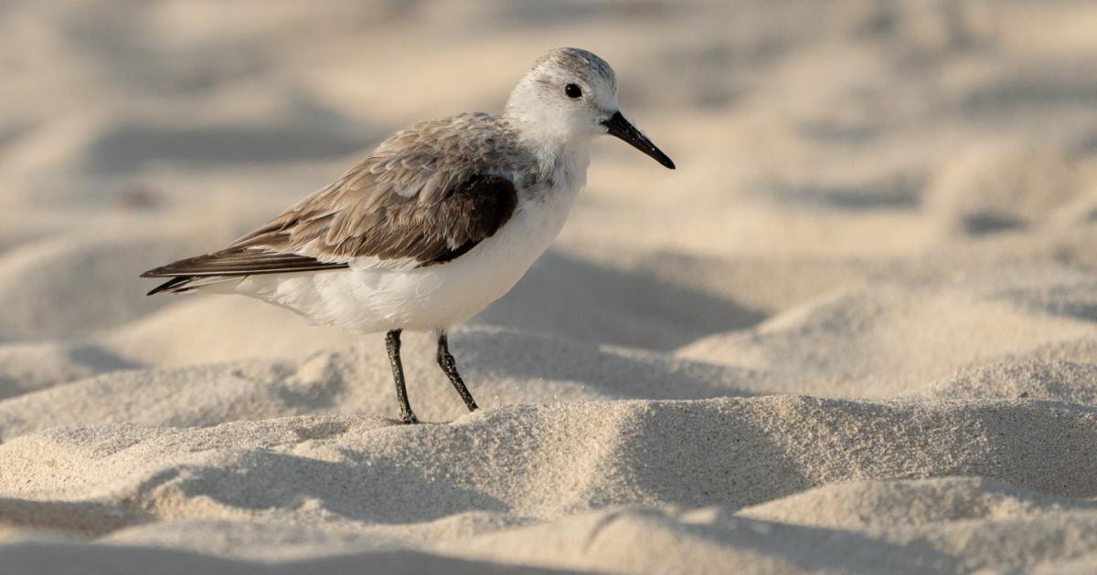 Calidris #194515 - Biofaces - Bring Nature Closer