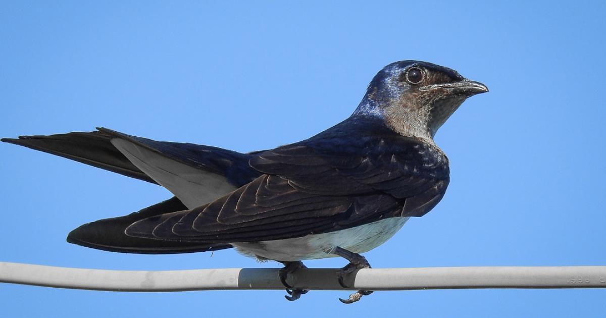 Andorinha #194632 - Biofaces - Bring Nature Closer