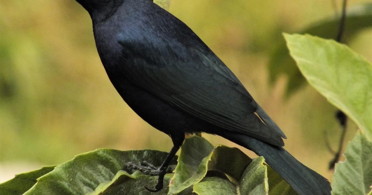 chupim #194895 - Biofaces - Bring Nature Closer