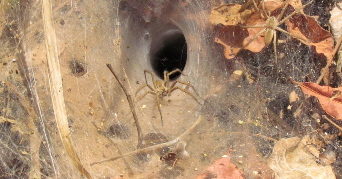 Aranha-teia-de-funil #195003 - Biofaces - Bring Nature Closer