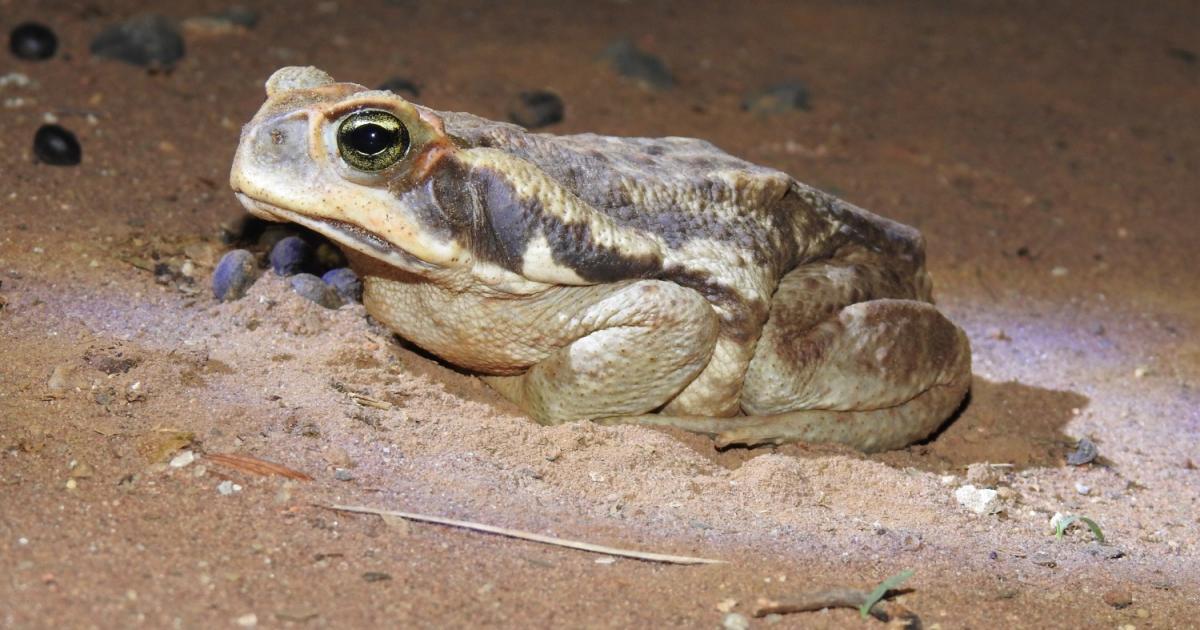 SAPO #195624 - Biofaces - Bring Nature Closer