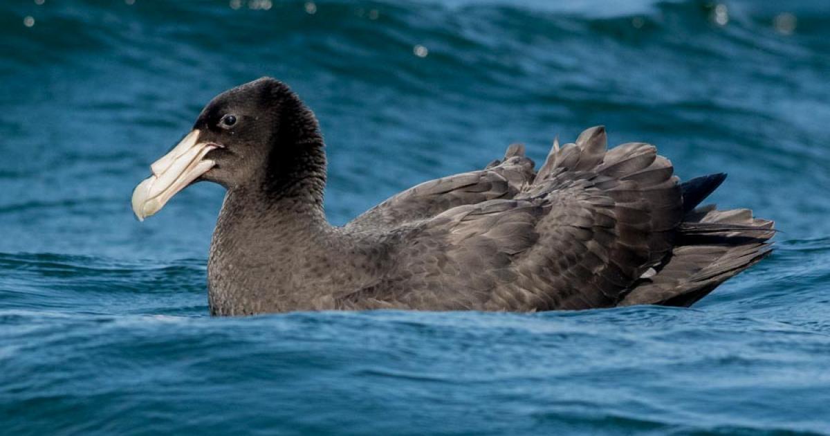 Petrel #195888 - Biofaces - Bring Nature Closer