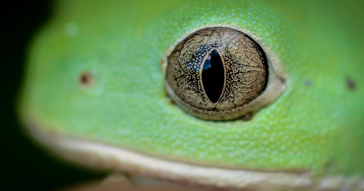 Pithecopus #196132 - Biofaces - Bring Nature Closer