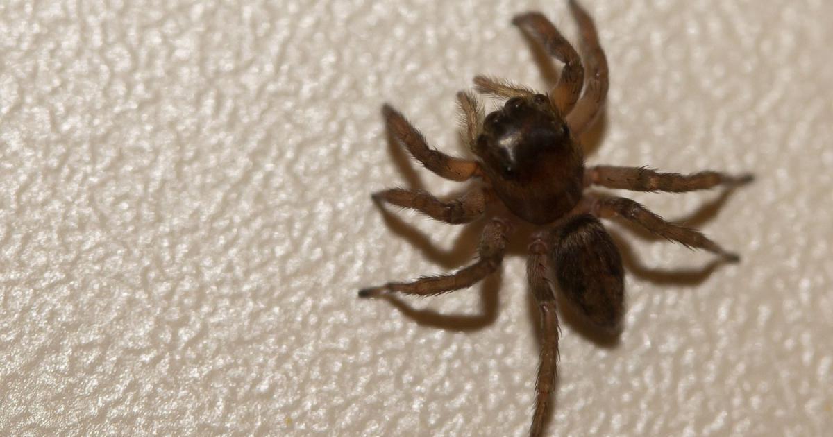 Aranha-saltadora-de-casa #196153 - Biofaces - Bring Nature Closer