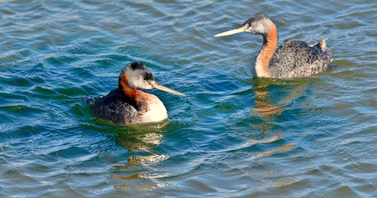 Macás #196307 - Biofaces - Bring Nature Closer