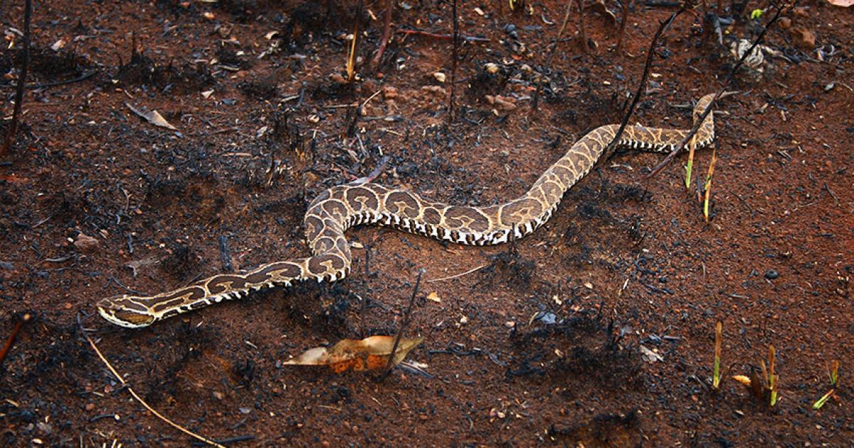 urutu-cruzeiro #196375 - Biofaces - Bring Nature Closer