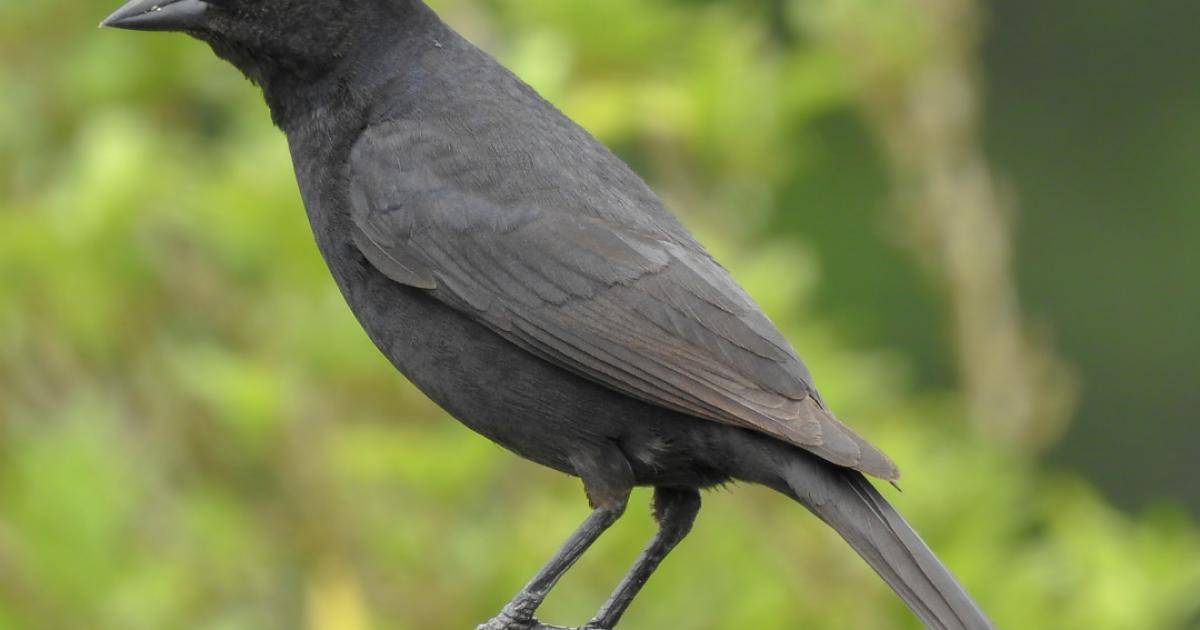 Chupim #196736 - Biofaces - Bring Nature Closer