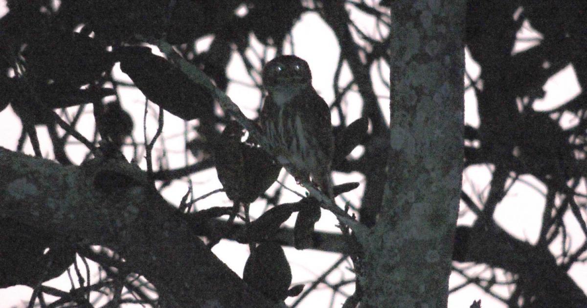 Caburé #196807 - Biofaces - Bring Nature Closer