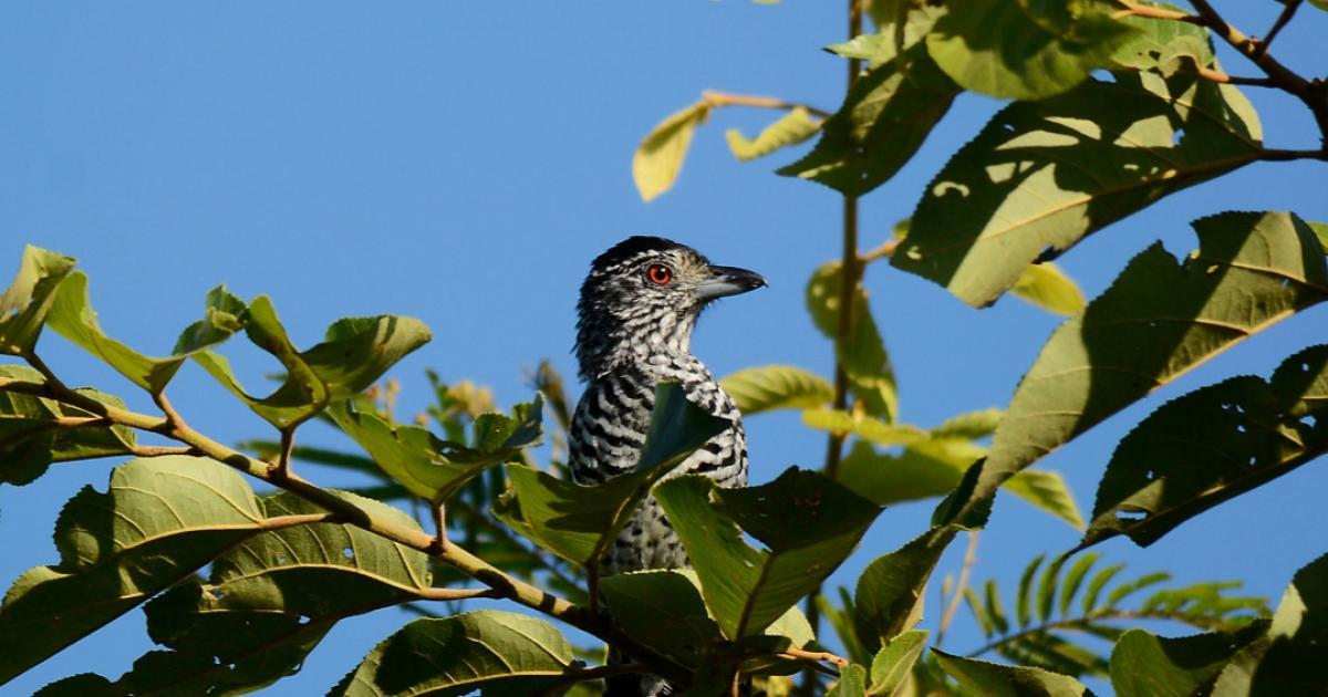 Choca-barrada-do-nordeste #196917 - Biofaces - Bring Nature Closer
