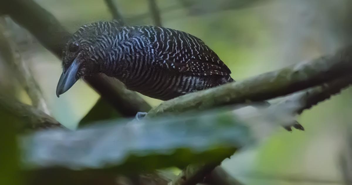 papa-formiga-barrado #197630 - Biofaces - Bring Nature Closer