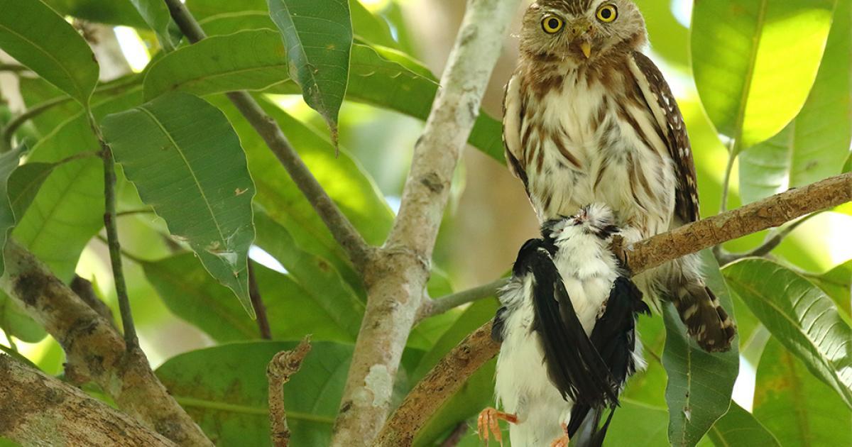 caburé #197703 - Biofaces - Bring Nature Closer