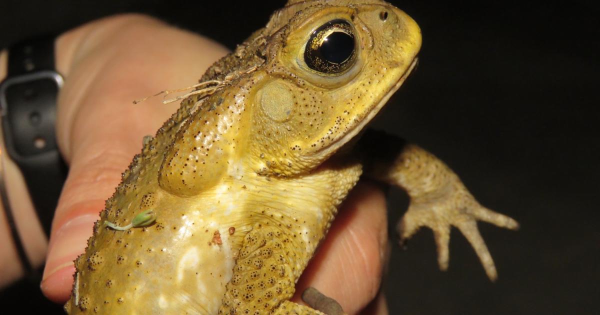 Amphibia #197837 - Biofaces - Bring Nature Closer