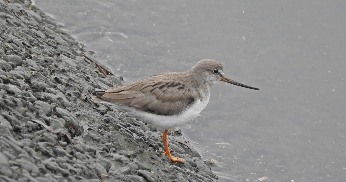 xenus #197942 - Biofaces - Bring Nature Closer