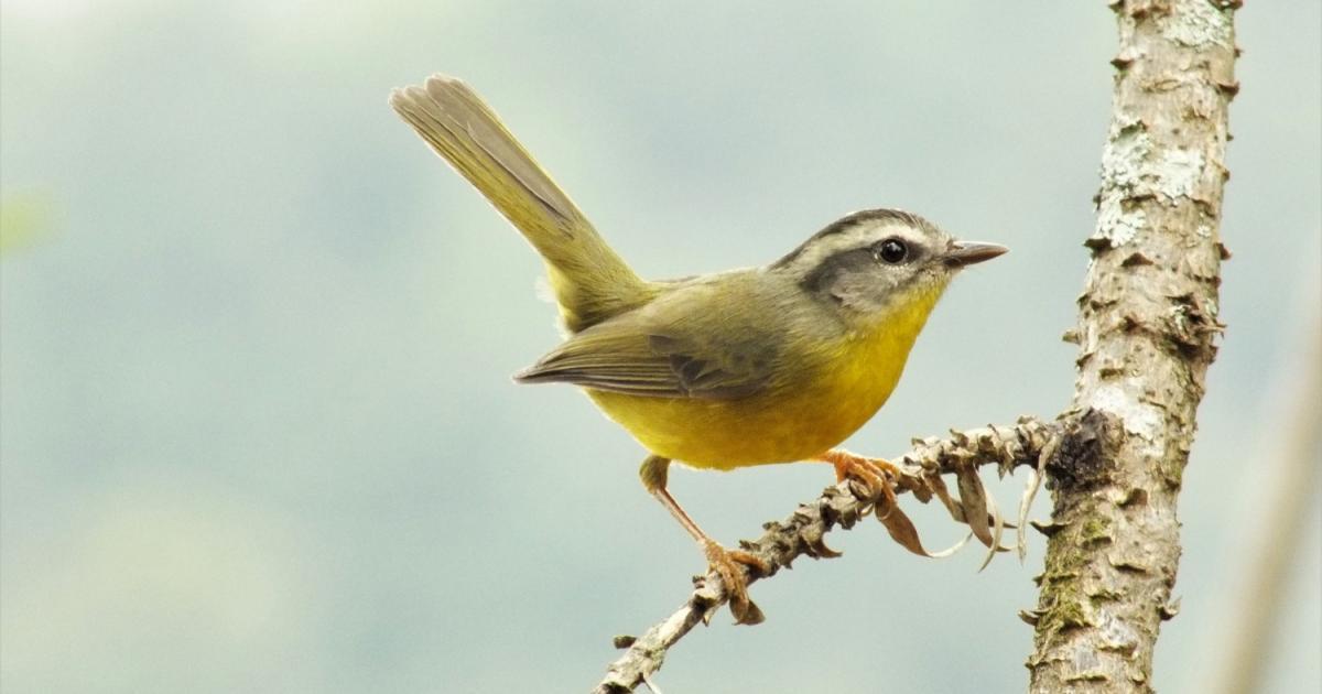 pula-pula #198121 - Biofaces - Bring Nature Closer