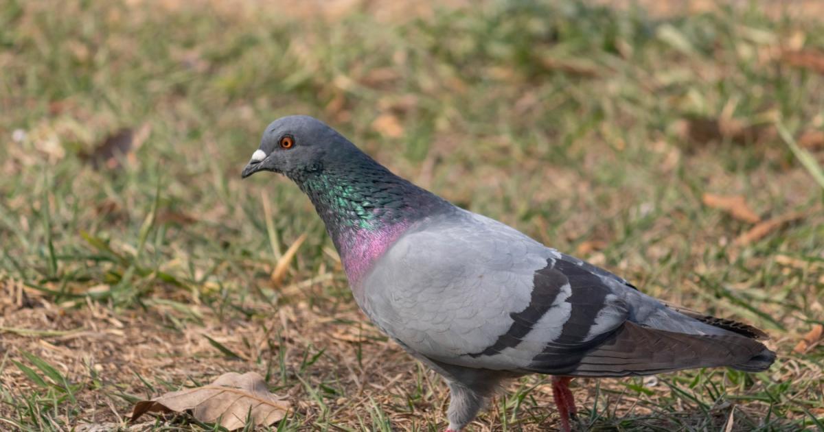 Pombo-doméstico #198364 - Biofaces - Bring Nature Closer