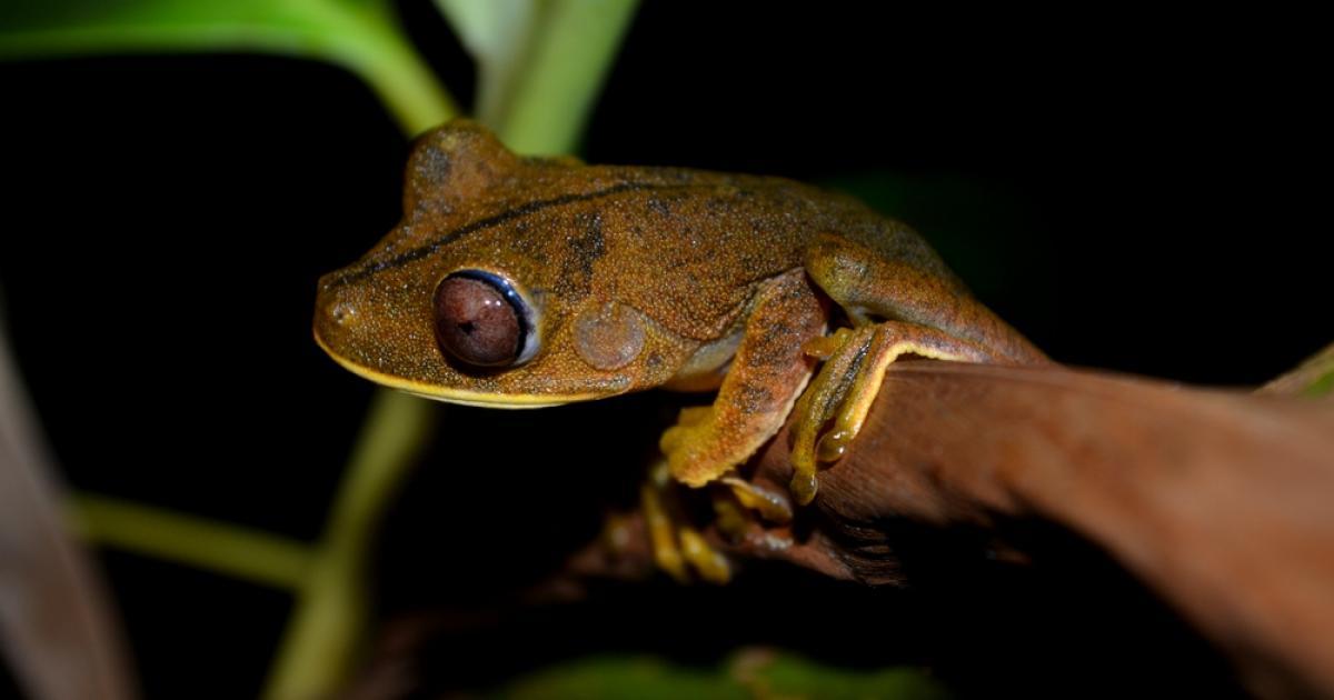 Boana #198511 - Biofaces - Bring Nature Closer