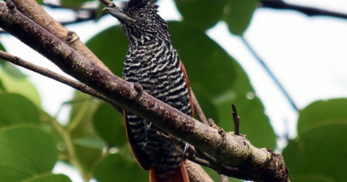 Choca-listrada #198665 - Biofaces - Bring Nature Closer