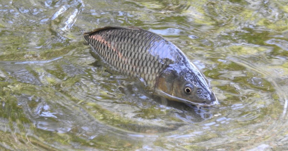 Carpa #198672 - Biofaces - Bring Nature Closer