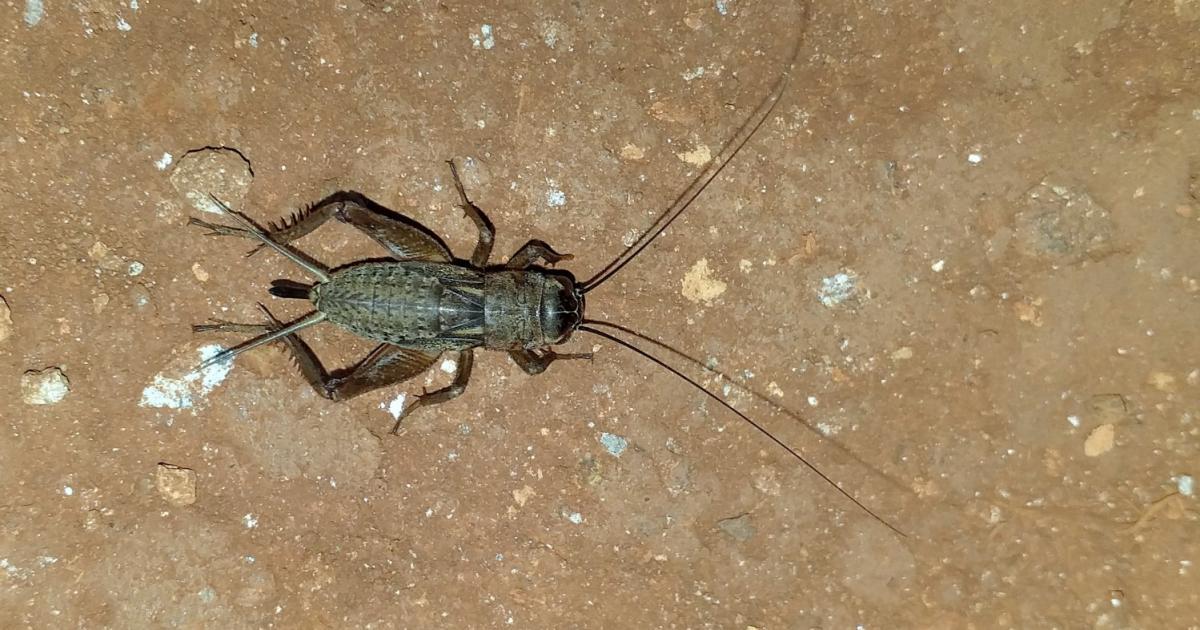 Grilo #198705 - Biofaces - Bring Nature Closer