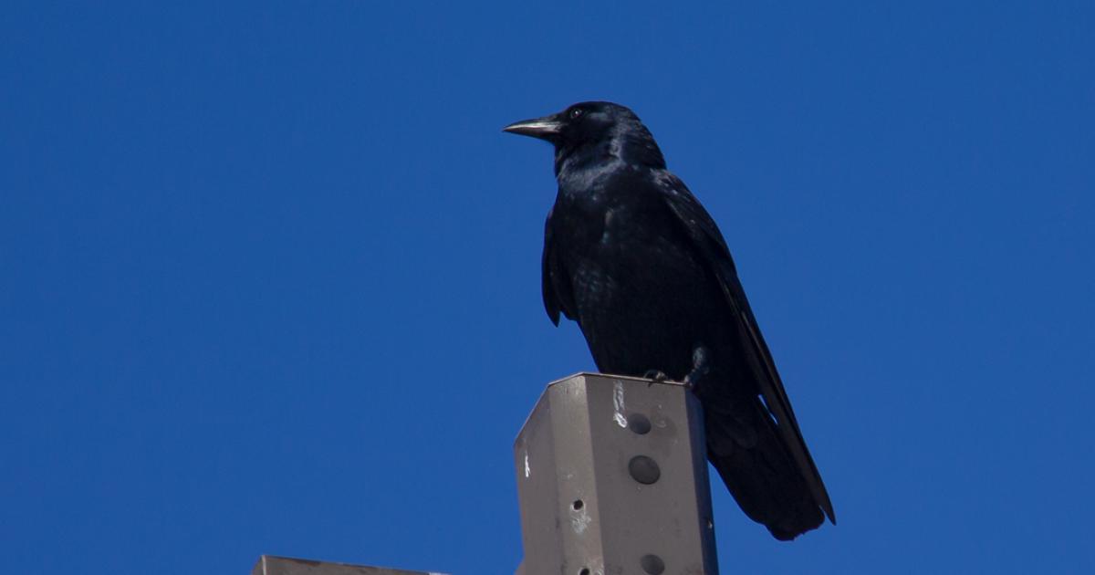 Corvus #198868 - Biofaces - Bring Nature Closer