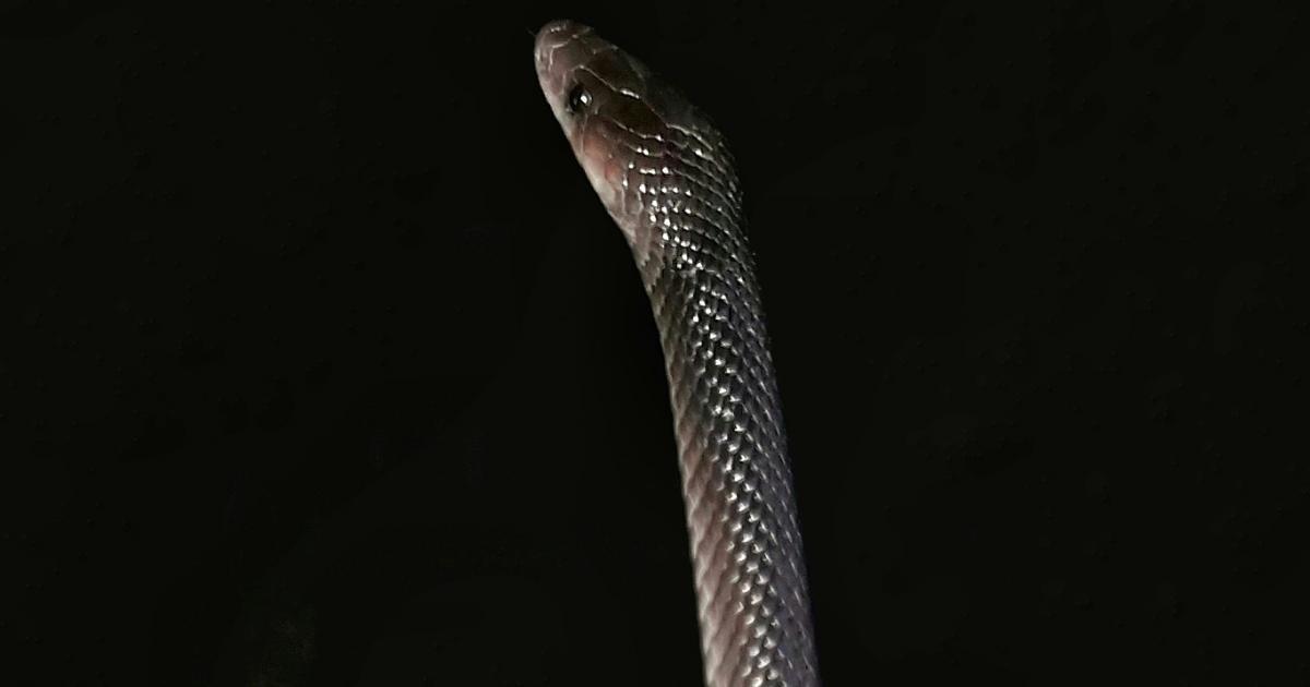 Cobra-preta #199488 - Biofaces - Bring Nature Closer