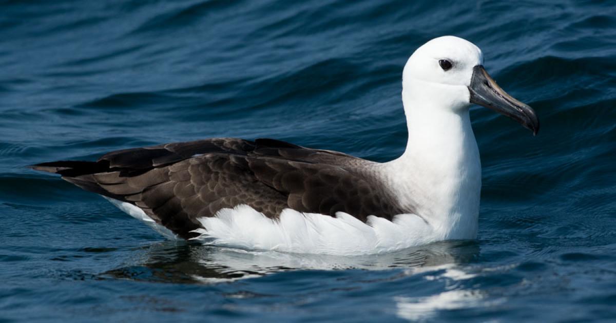 Albatroz #199604 - Biofaces - Bring Nature Closer