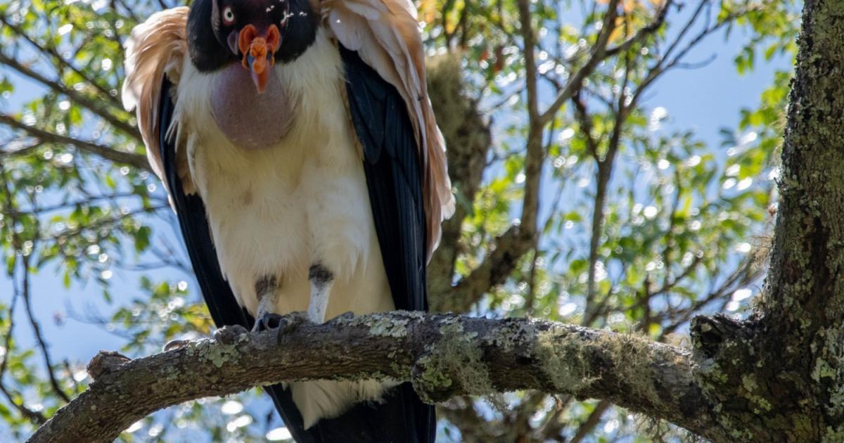 urubu #199954 - Biofaces - Bring Nature Closer