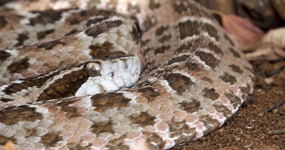 jararaca #200033 - Biofaces - Bring Nature Closer