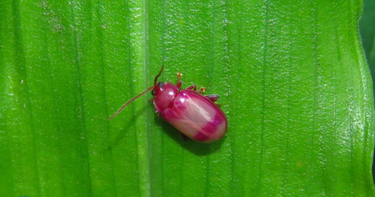 Asphaera #200769 - Biofaces - Bring Nature Closer