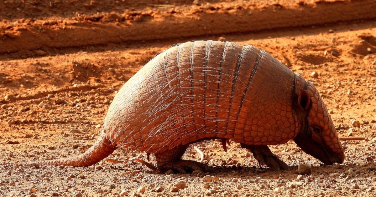 Tatu-peba #200945 - Biofaces - Bring Nature Closer