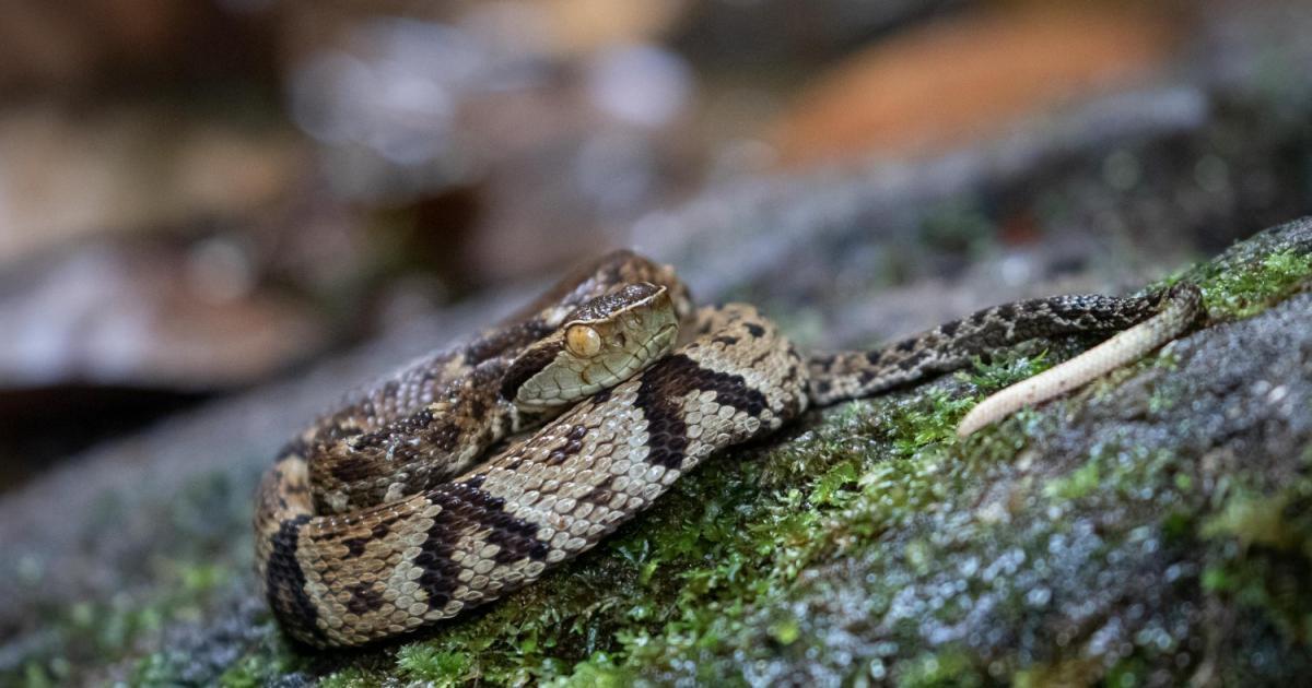 Jararaca-da-mata #201028 - Biofaces - Bring Nature Closer