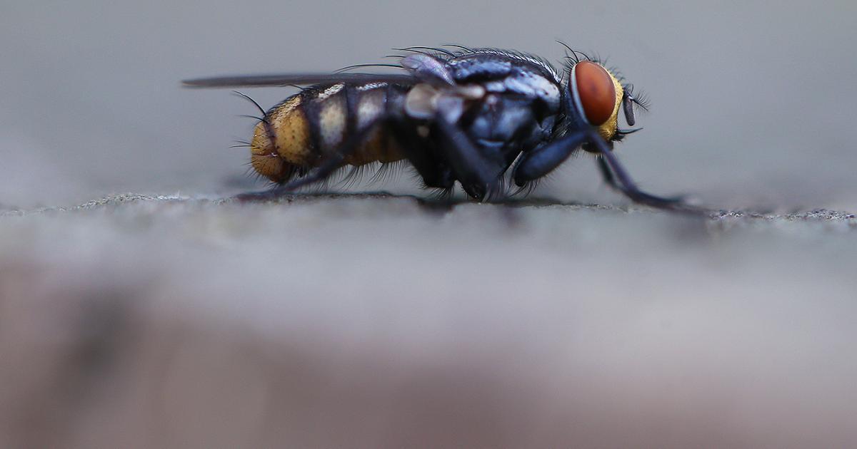 mosca #201275 - Biofaces - Bring Nature Closer