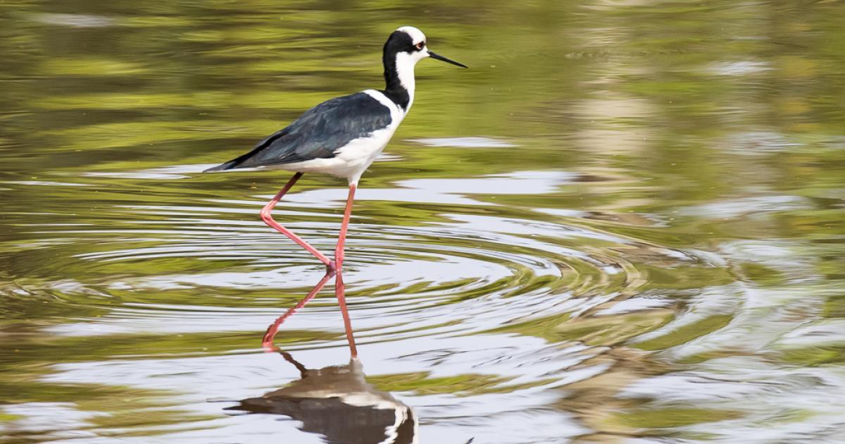 pernilongo-de-costas-brancas #201280 - Biofaces - Bring Nature Closer