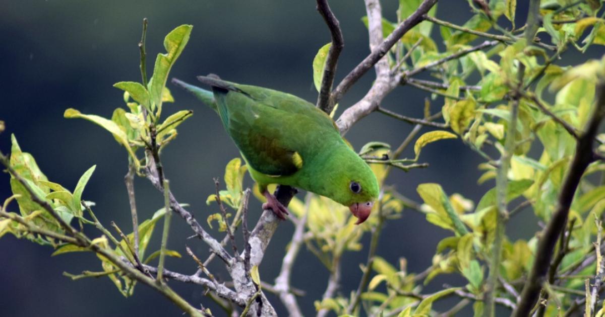 Periquito-rico #201527 - Biofaces - Bring Nature Closer