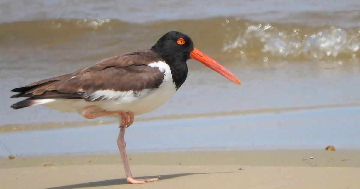 Piru-piru #201550 - Biofaces - Bring Nature Closer