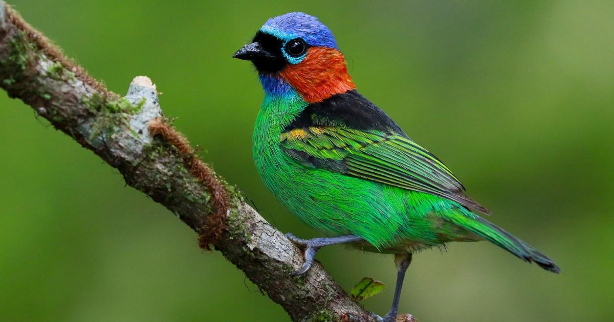 SAIRA #201580 - Biofaces - Bring Nature Closer