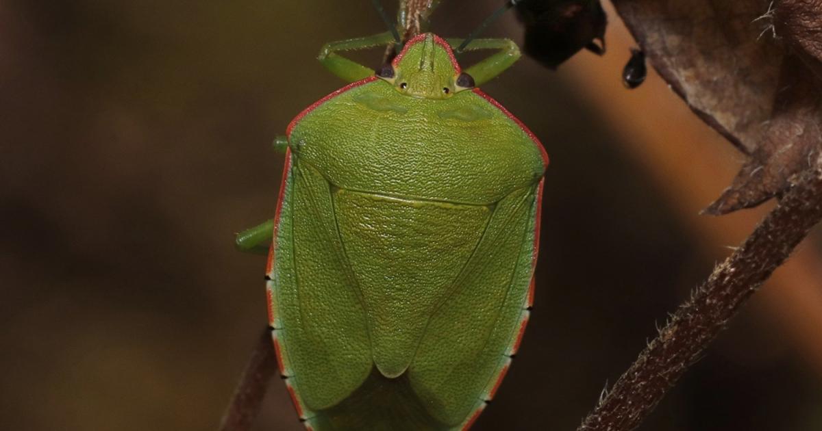 Percevejo-verde #201829 - Biofaces - Bring Nature Closer