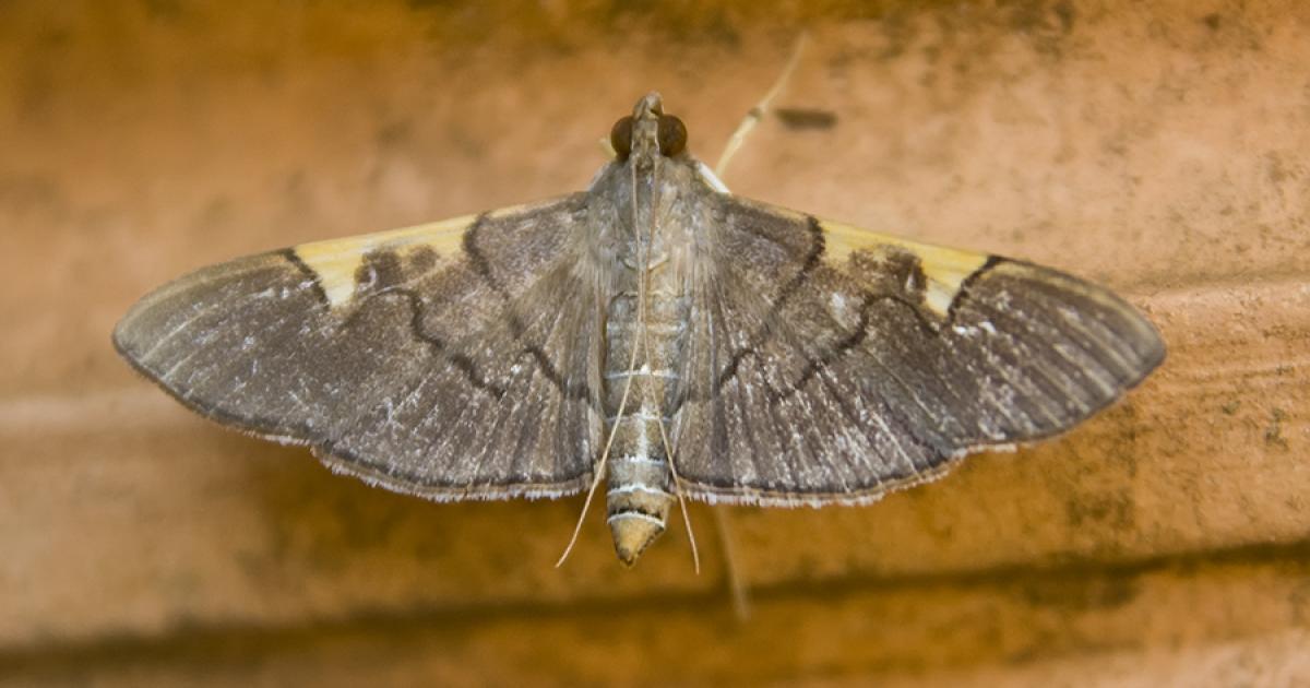 Mariposa-marrom-e-amarela #201842 - Biofaces - Bring Nature Closer