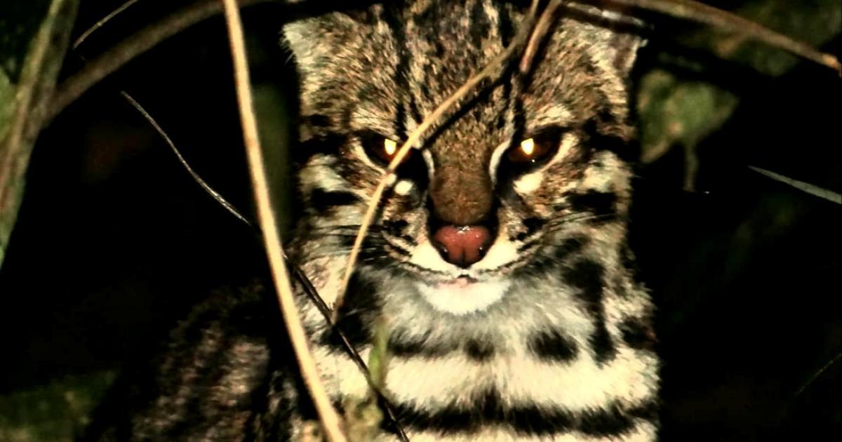 Leopardus #201895 - Biofaces - Bring Nature Closer