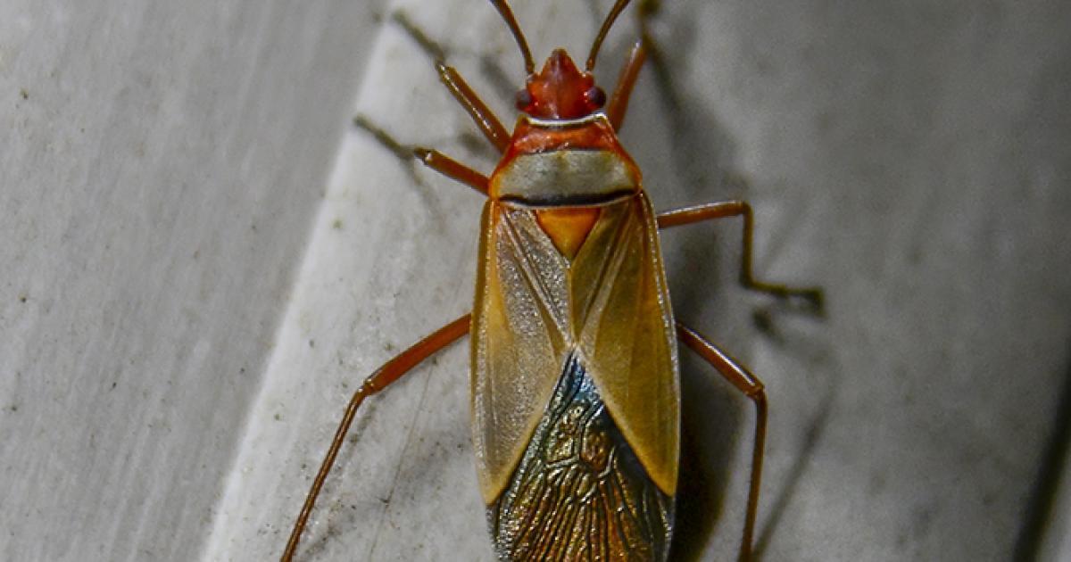 Percevejo-manchador #202045 - Biofaces - Bring Nature Closer