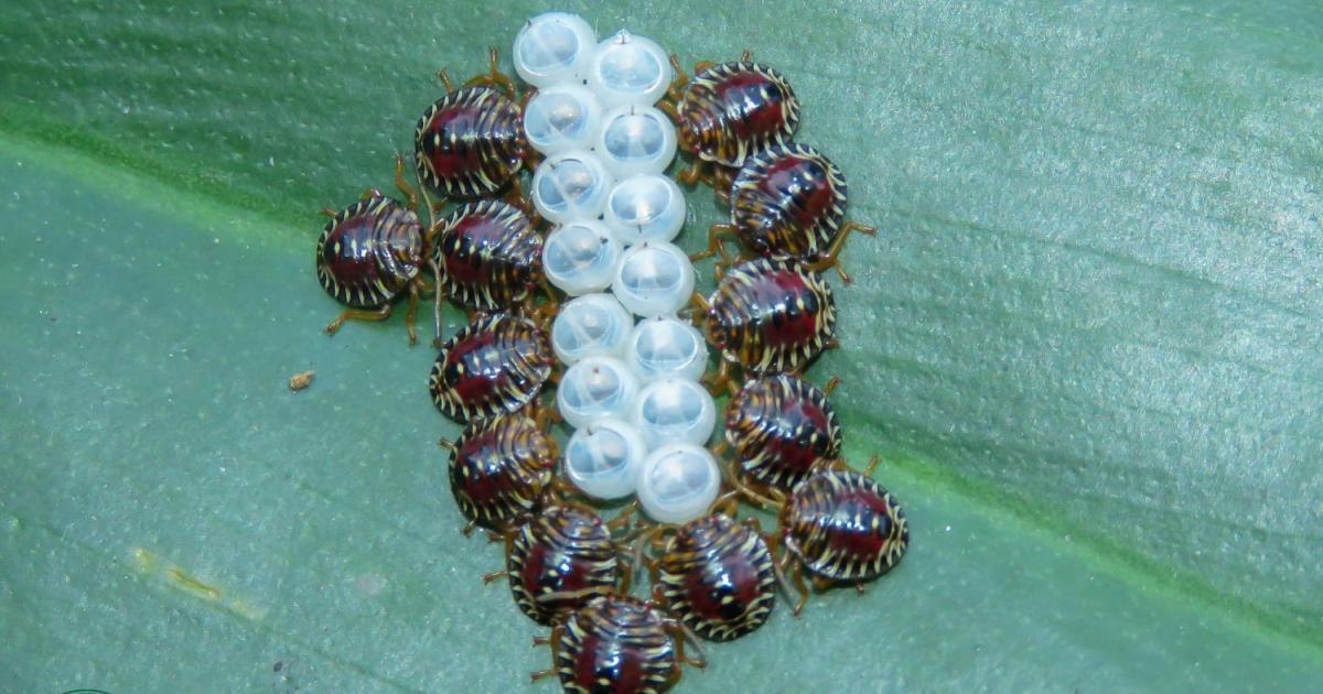 Pentatomidae #202089 - Biofaces - Bring Nature Closer