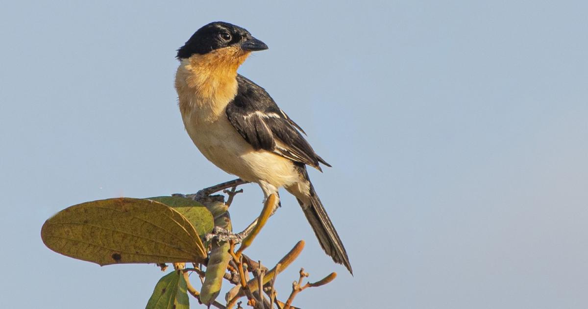 Bandoleta #202103 - Biofaces - Bring Nature Closer