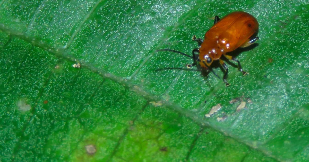 Strabala #202208 - Biofaces - Bring Nature Closer