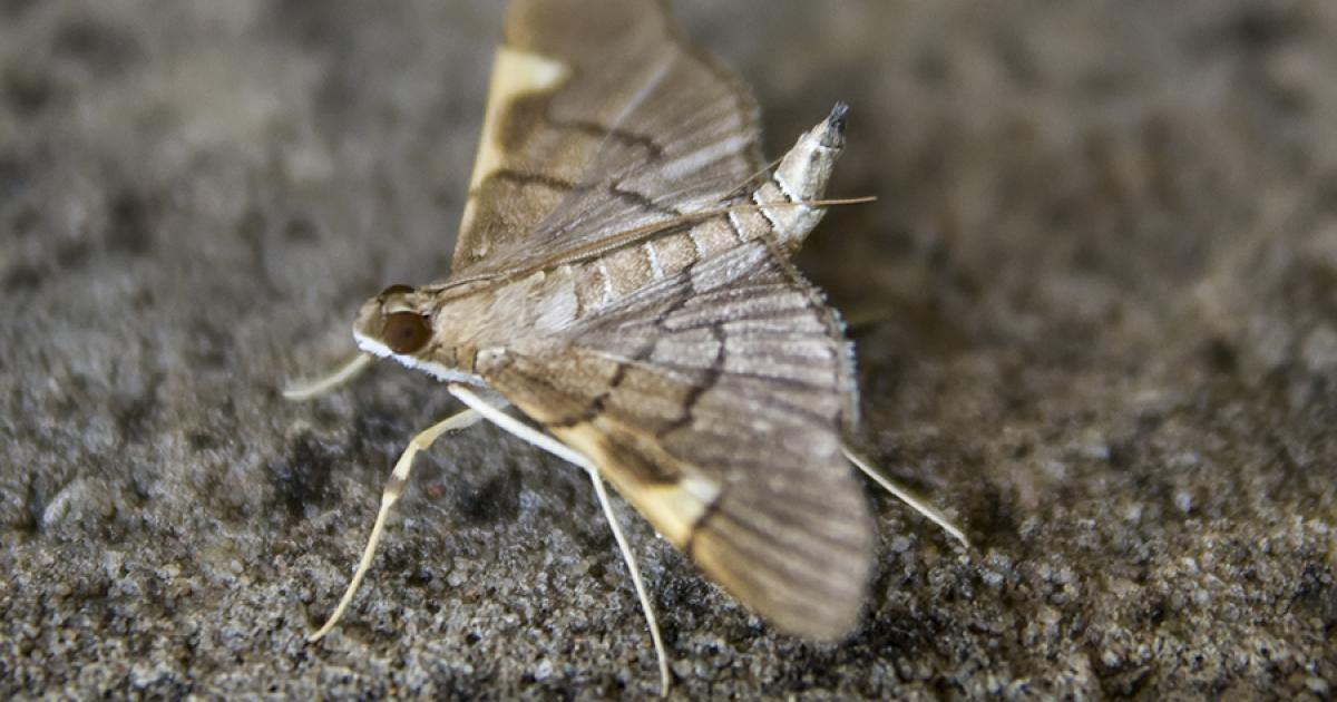 Mariposa-marrom-e-amarela #202229 - Biofaces - Bring Nature Closer