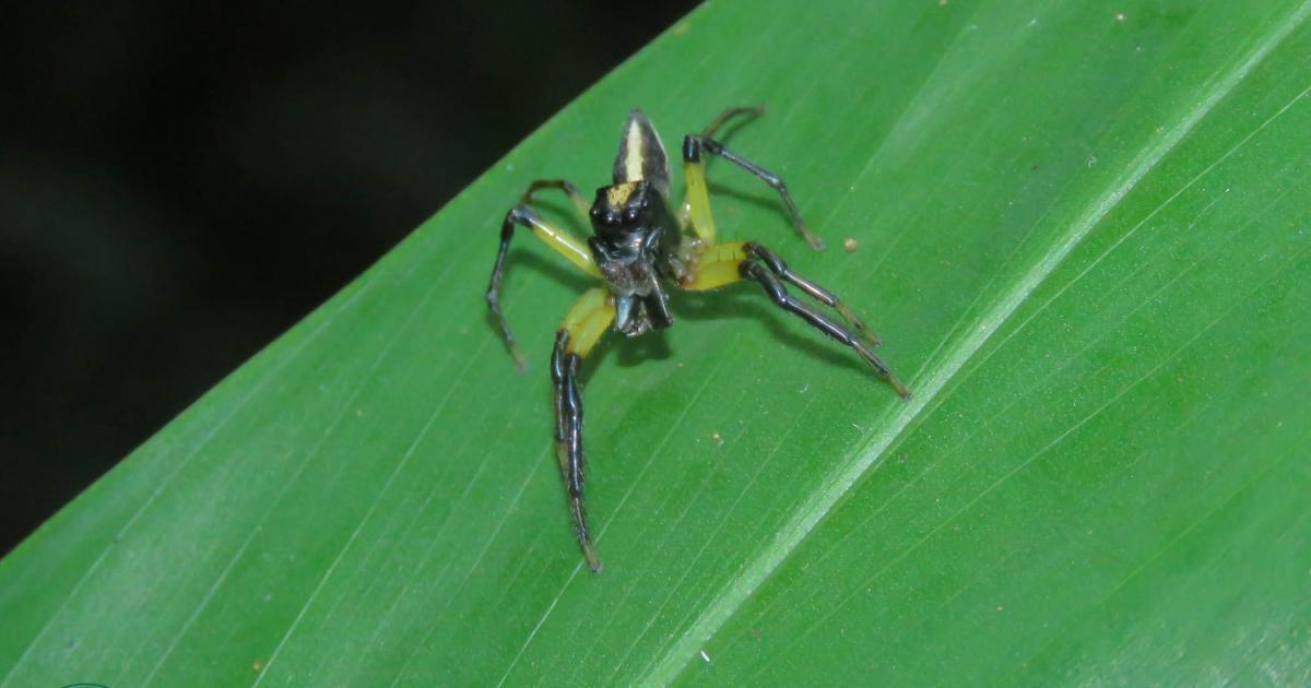 Amycus #202265 - Biofaces - Bring Nature Closer